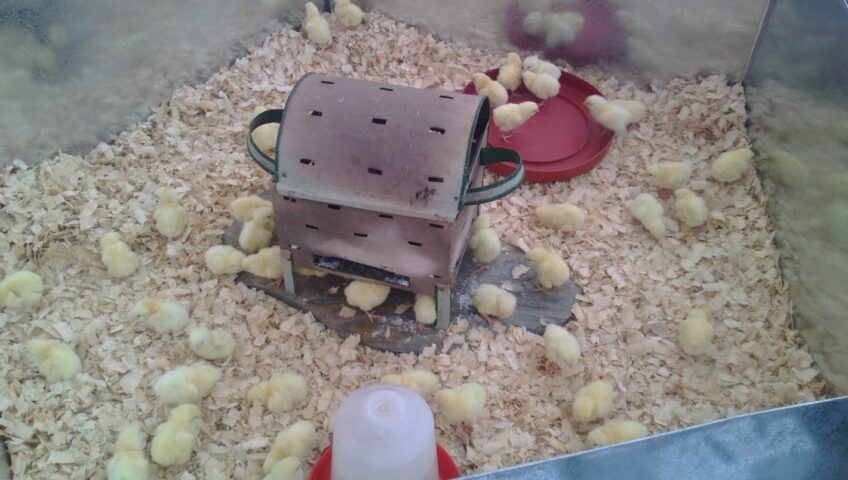 Brooding - Passion Poultry