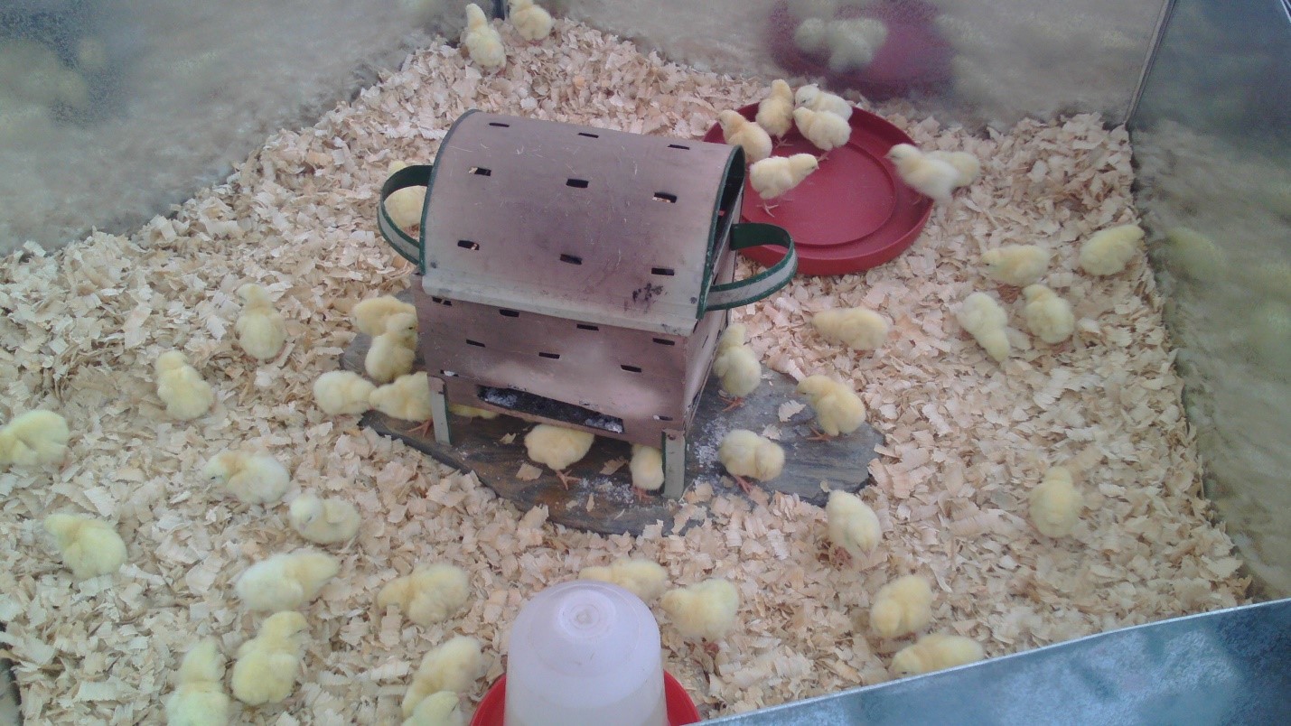 Brooding - Passion Poultry