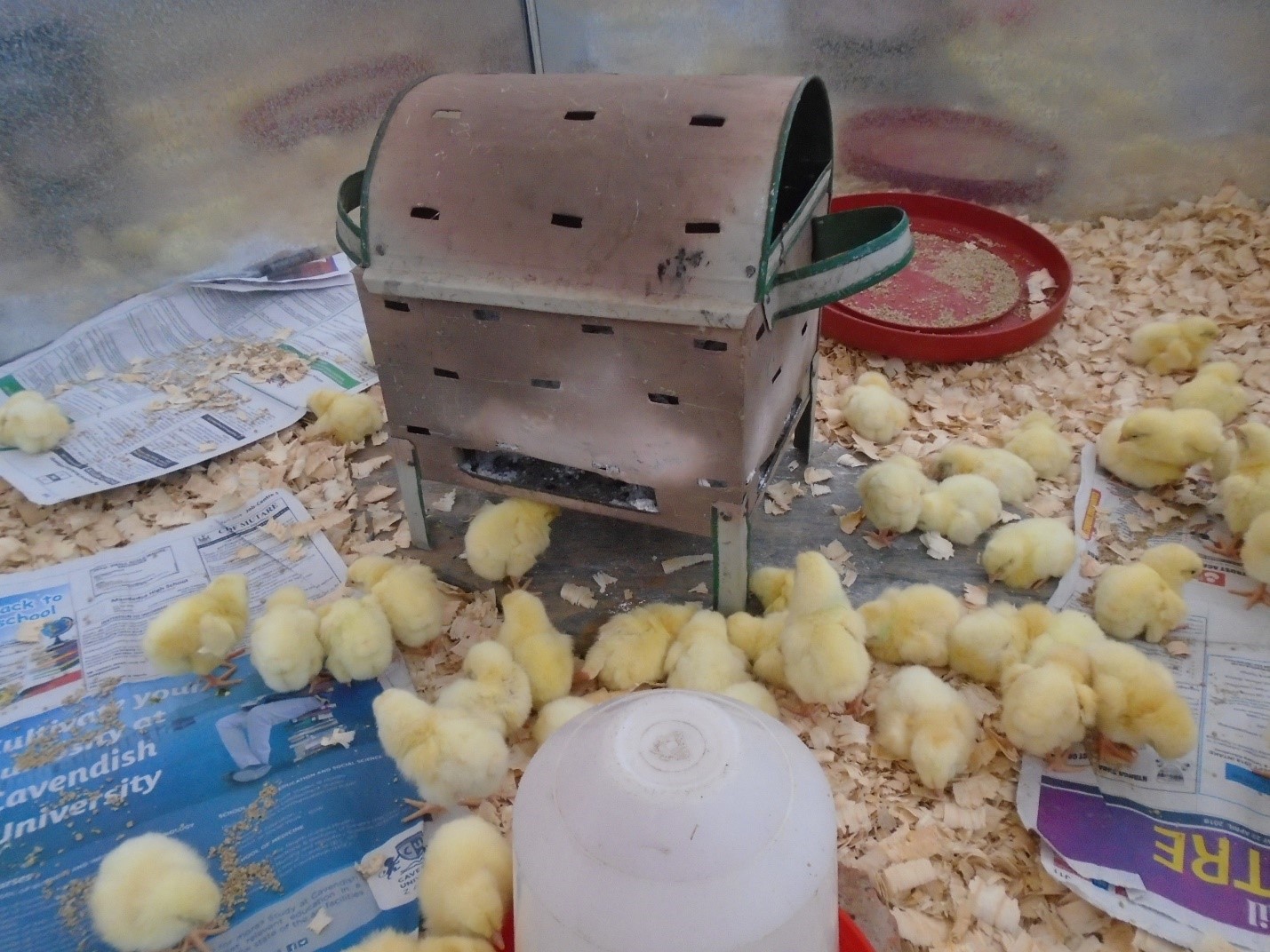 Brooding - Passion Poultry